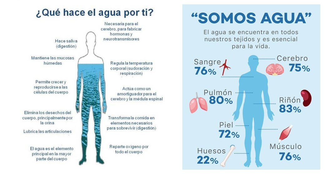 Agua Corporal (Parte 1) – InBody Academy Mexico