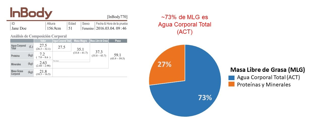 Agua Corporal (Parte 1) – InBody Academy Mexico